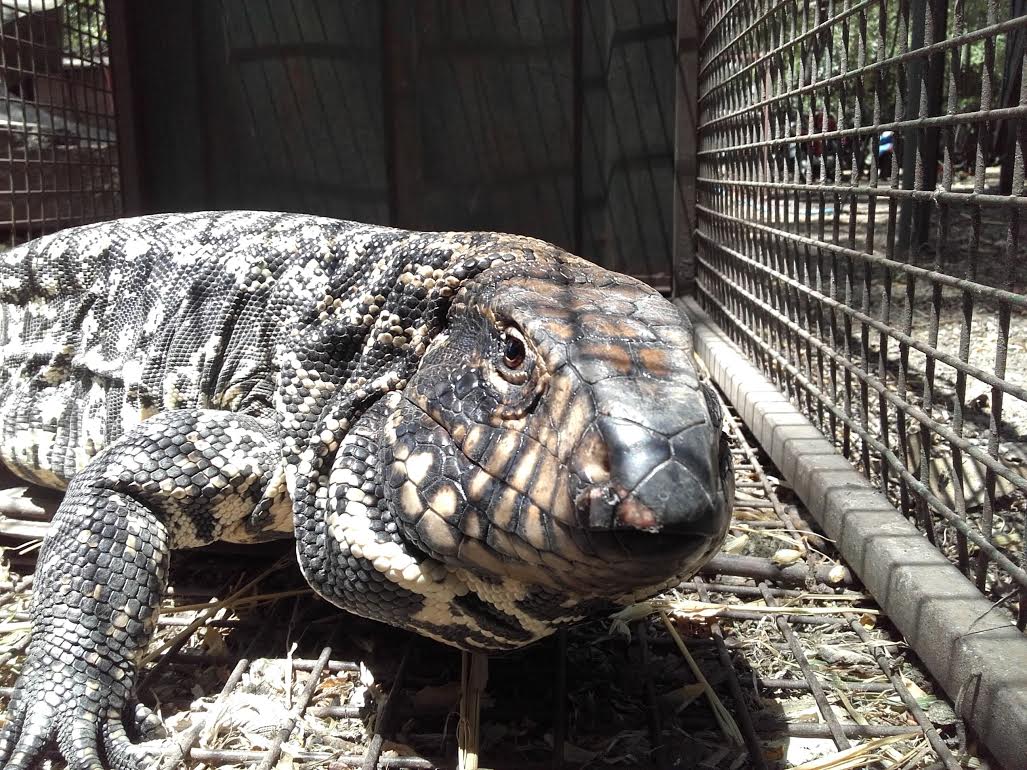 Liberación de un lagarto overo | Municipalidad del Partido de Olavarría