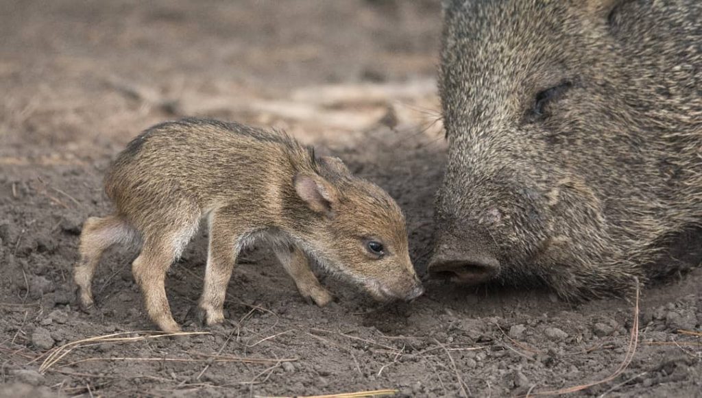 Se trabaja en la próxima reintroducción de pecaríes de collar ...