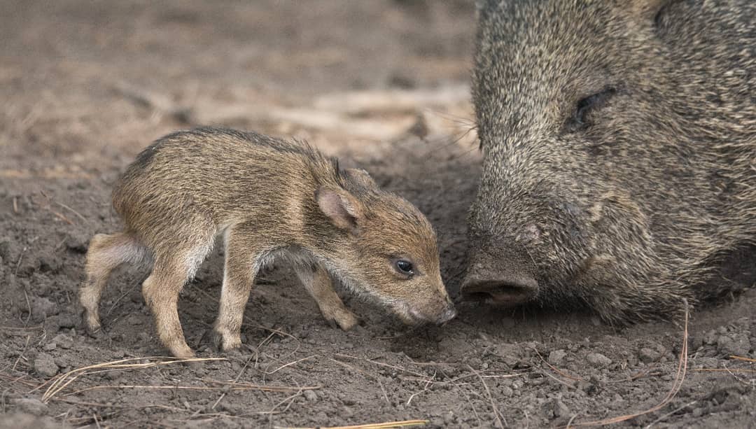 Pecaríes | Municipalidad del Partido de Olavarría