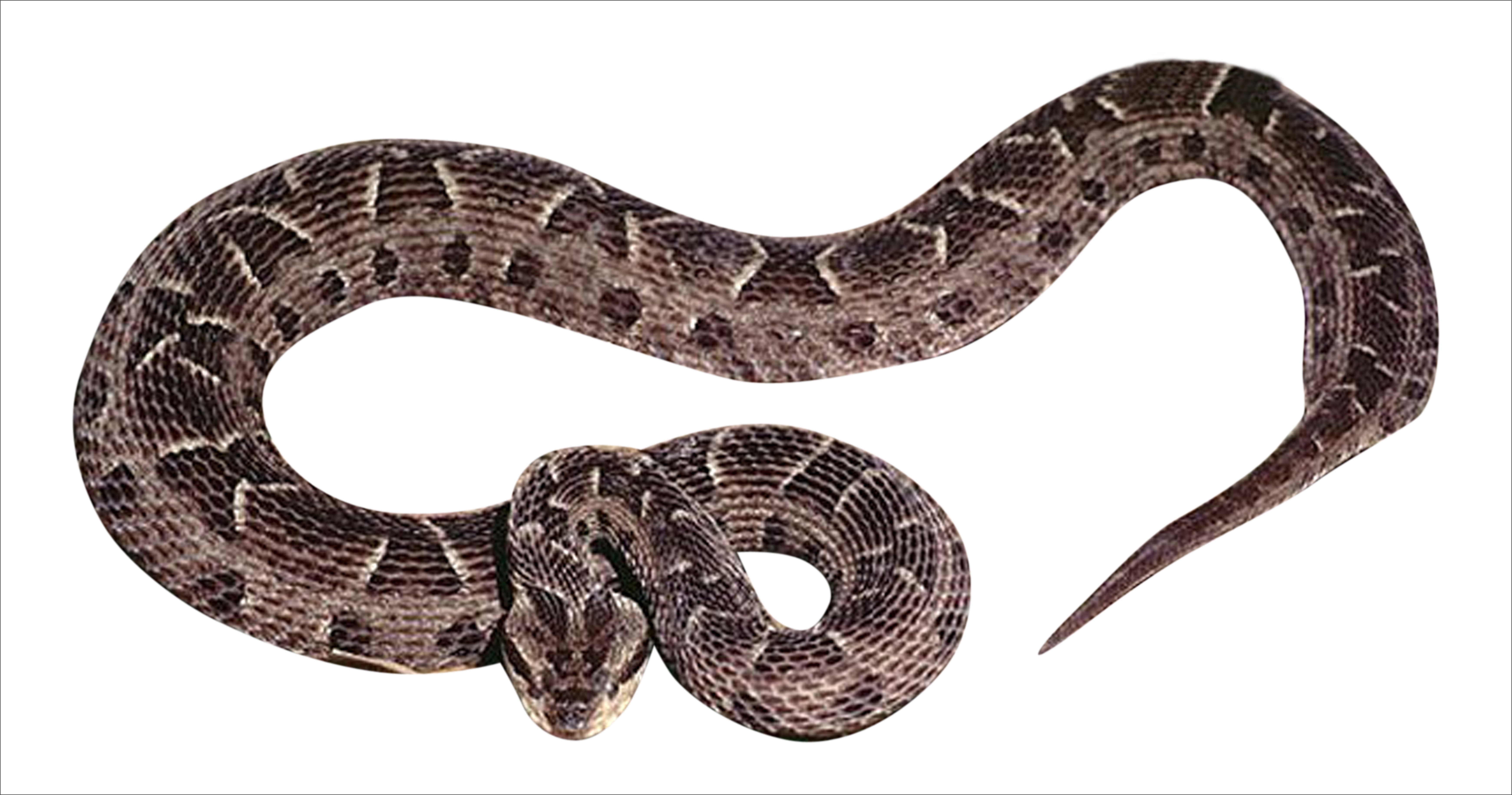 Rescate de Especies Silvestres: una yarará hallada en Loma Negra fue ...