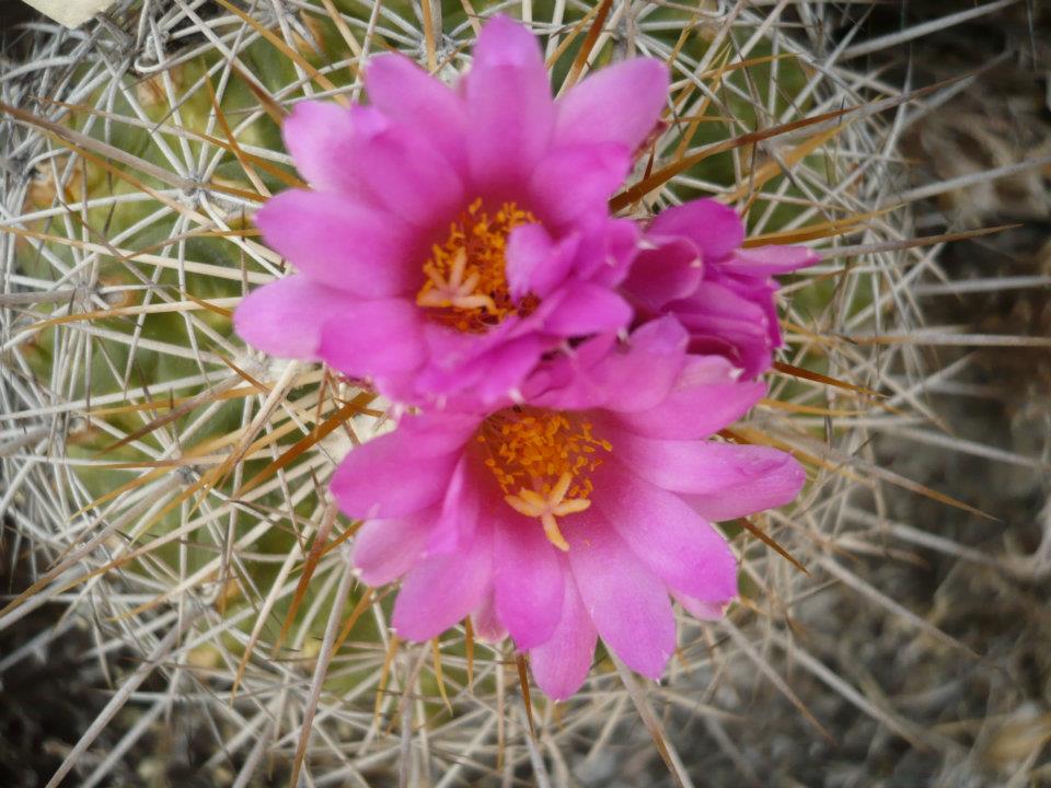 Taller de reproducción de cactáceas en La Máxima | Municipalidad del ...