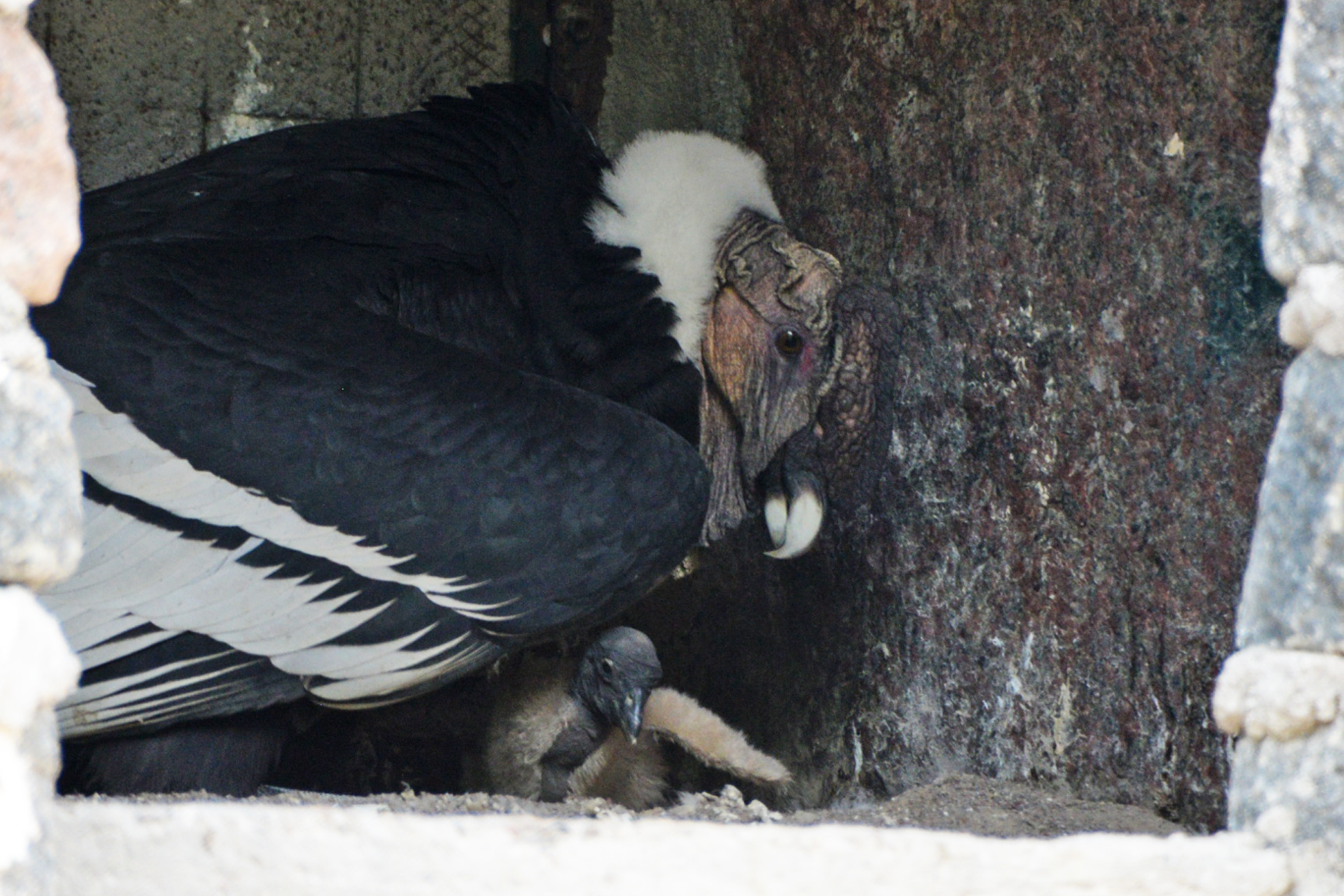 Cultura-La Máxima Cóndor Bebé | Municipalidad del Partido de Olavarría
