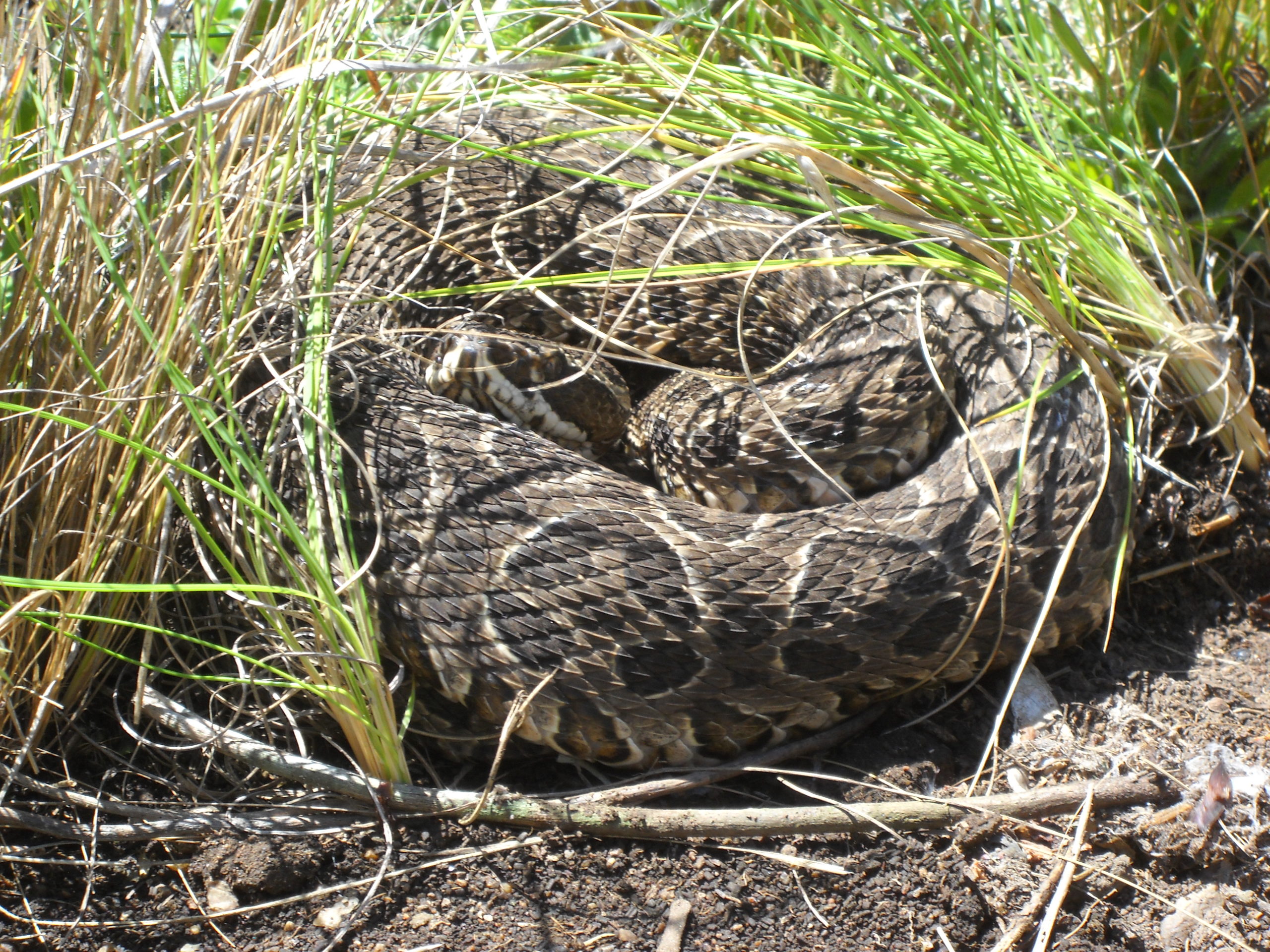 El Bioparque celebra el Día Mundial de la Serpiente | Municipalidad del ...
