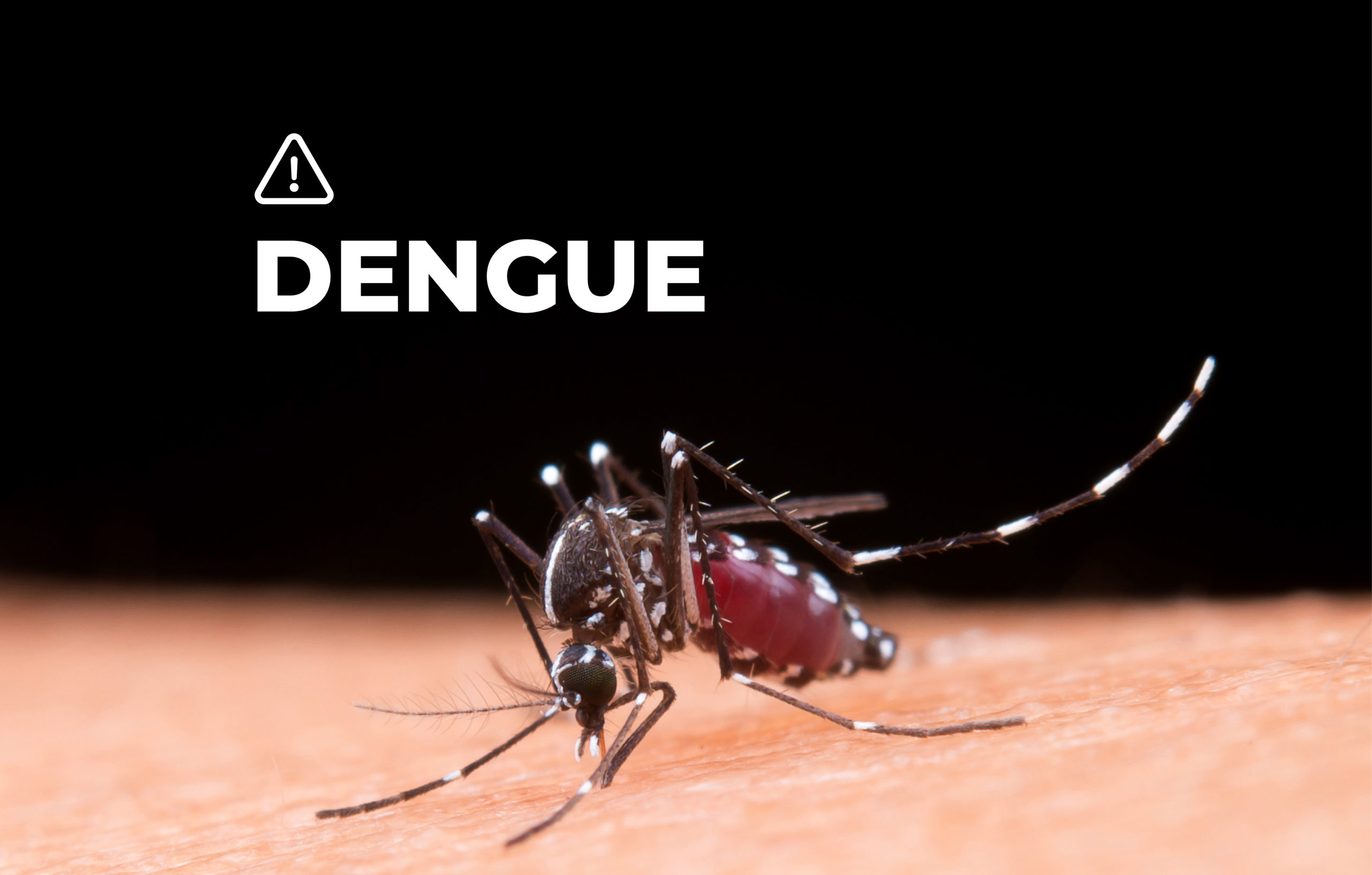 Bromatología: recomendaciones para prevenir el dengue | Municipalidad ...
